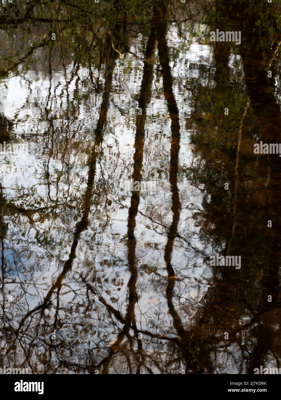 Reflections of trees in the River Wharfe in Strid Wood at Bolton Abbey ...