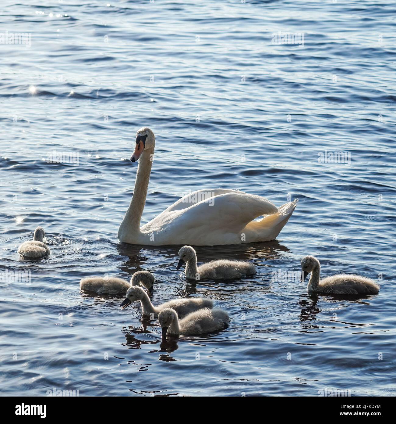 Cute baby swimming hi-res stock photography and images - Alamy