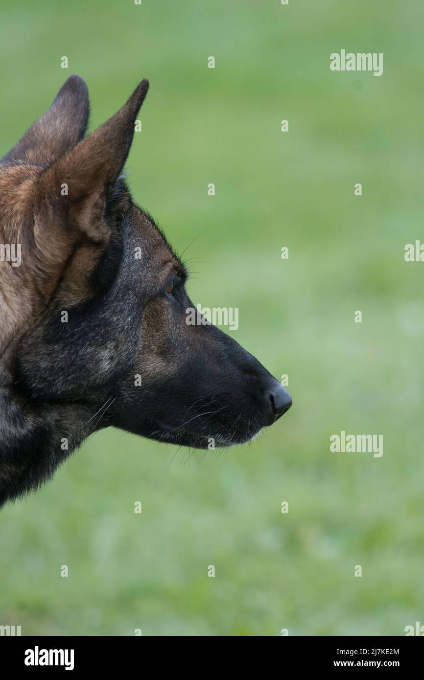 German Shepherd headshot with grass background Stock Photo - Alamy