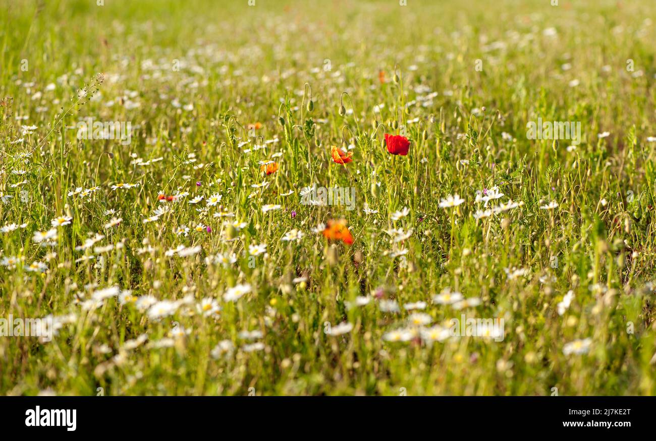 Wild poppies in countryside hi-res stock photography and images - Alamy
