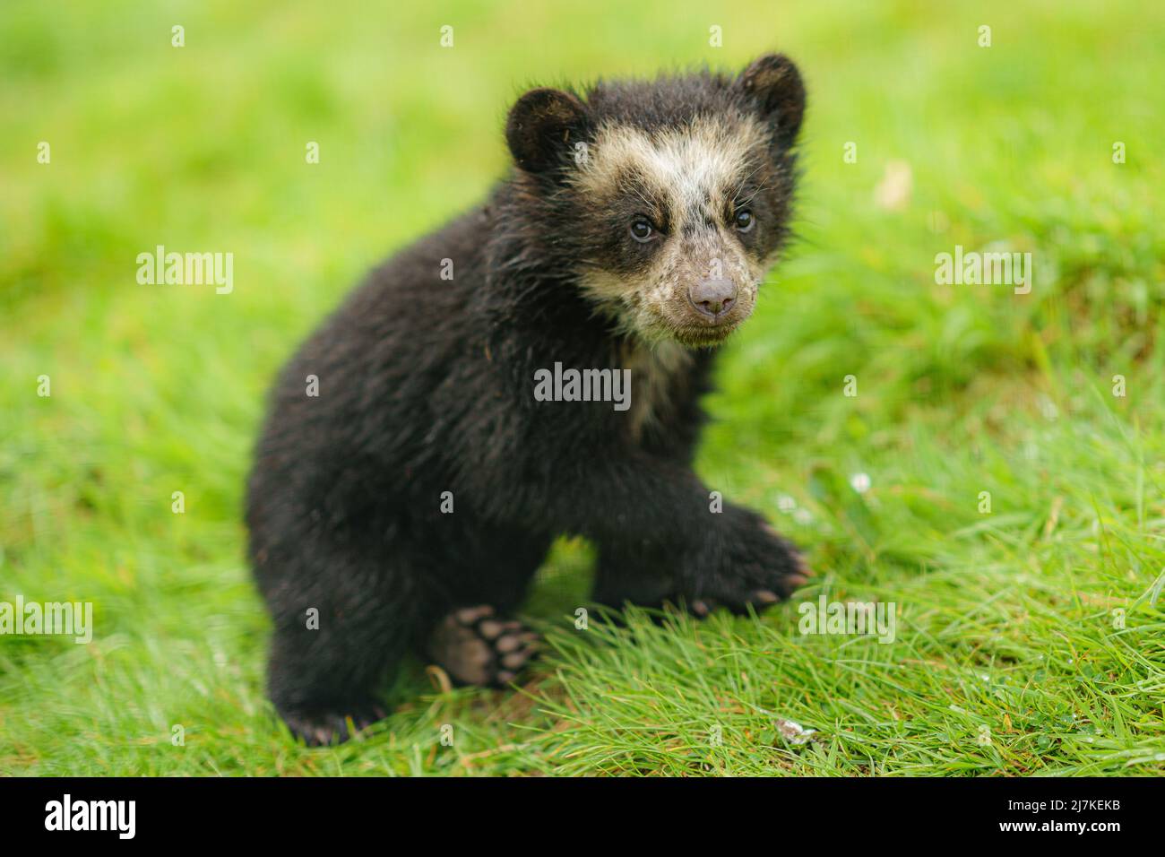 A four-month-old Spectacled bear cub (one of a twin pair) begins to ...