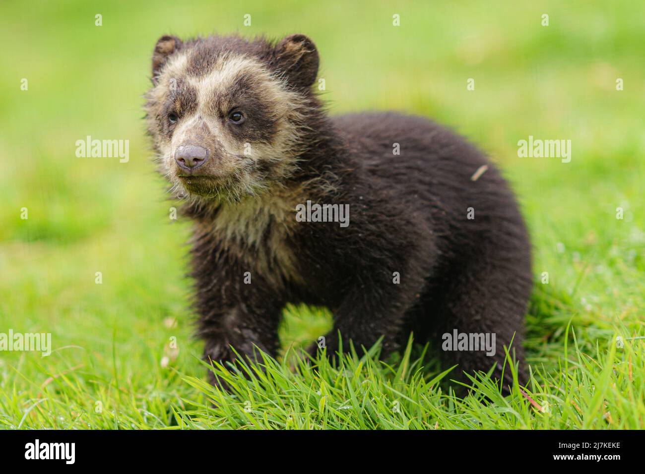 A four-month-old Spectacled bear cub (one of a twin pair) begins to ...