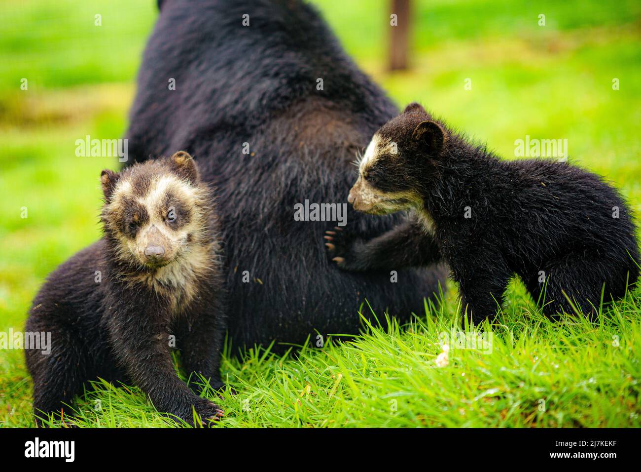 Four-month-old Spectacled bear cub twins begin to come out and play in ...