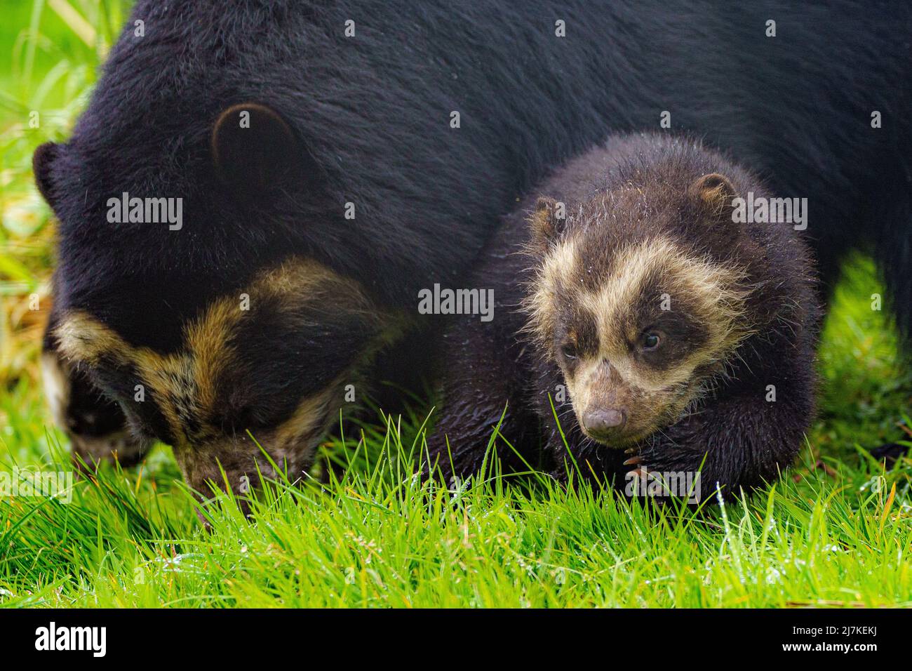 A four-month-old Spectacled bear cub (one of a twin pair) begins to ...