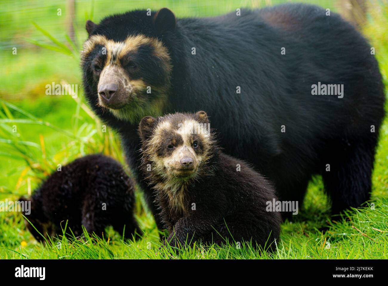 Spectacled Bear Cubs