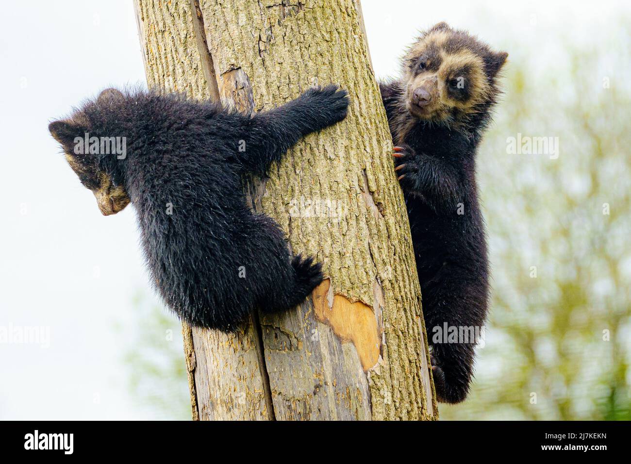 Four-month-old Spectacled bear cub twins begin to come out and play in ...