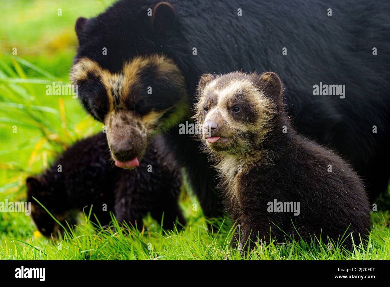 Four-month-old Spectacled bear cub twins begin to come out and play in ...