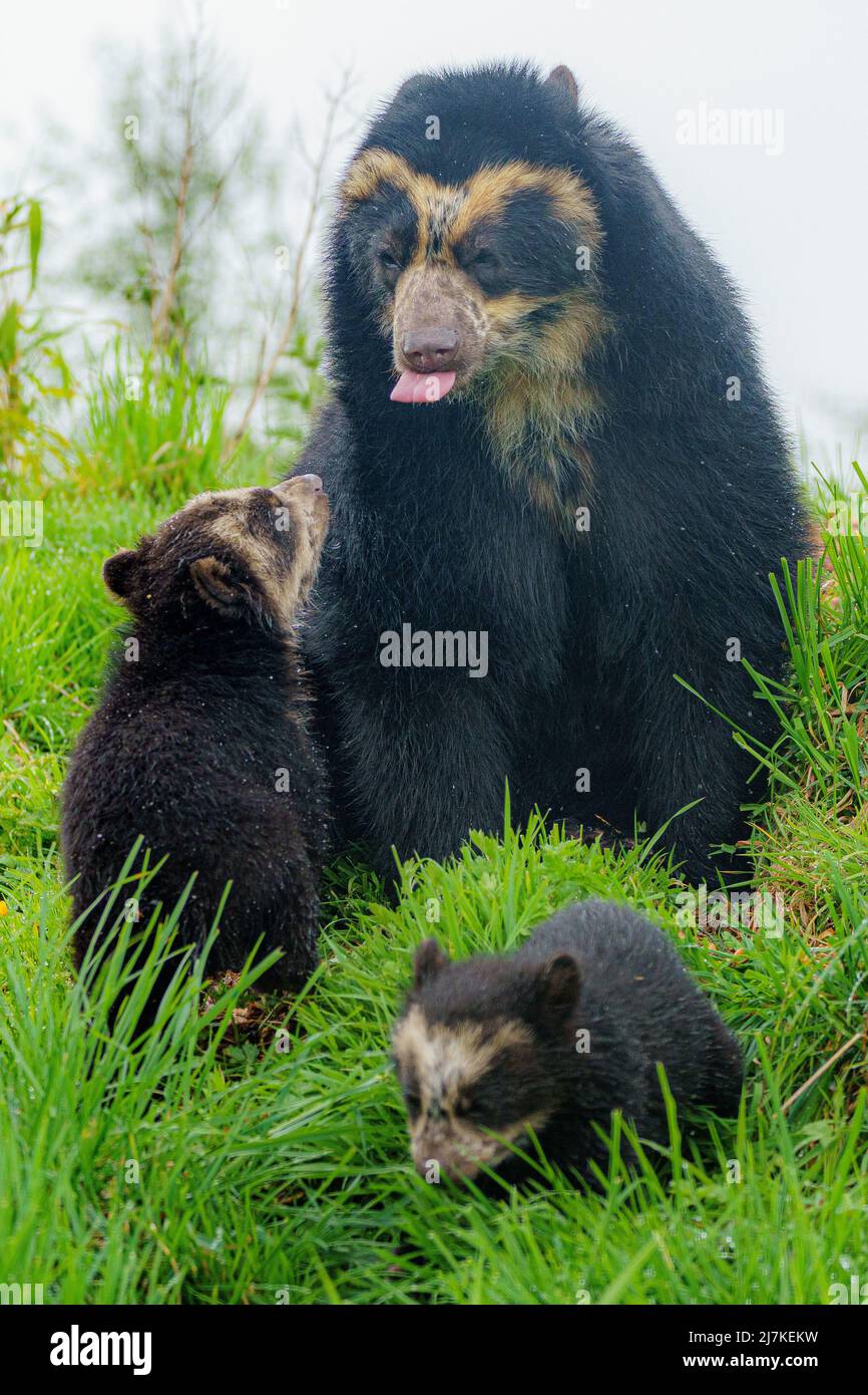 Four-month-old Spectacled bear cub twins begin to come out and play in ...