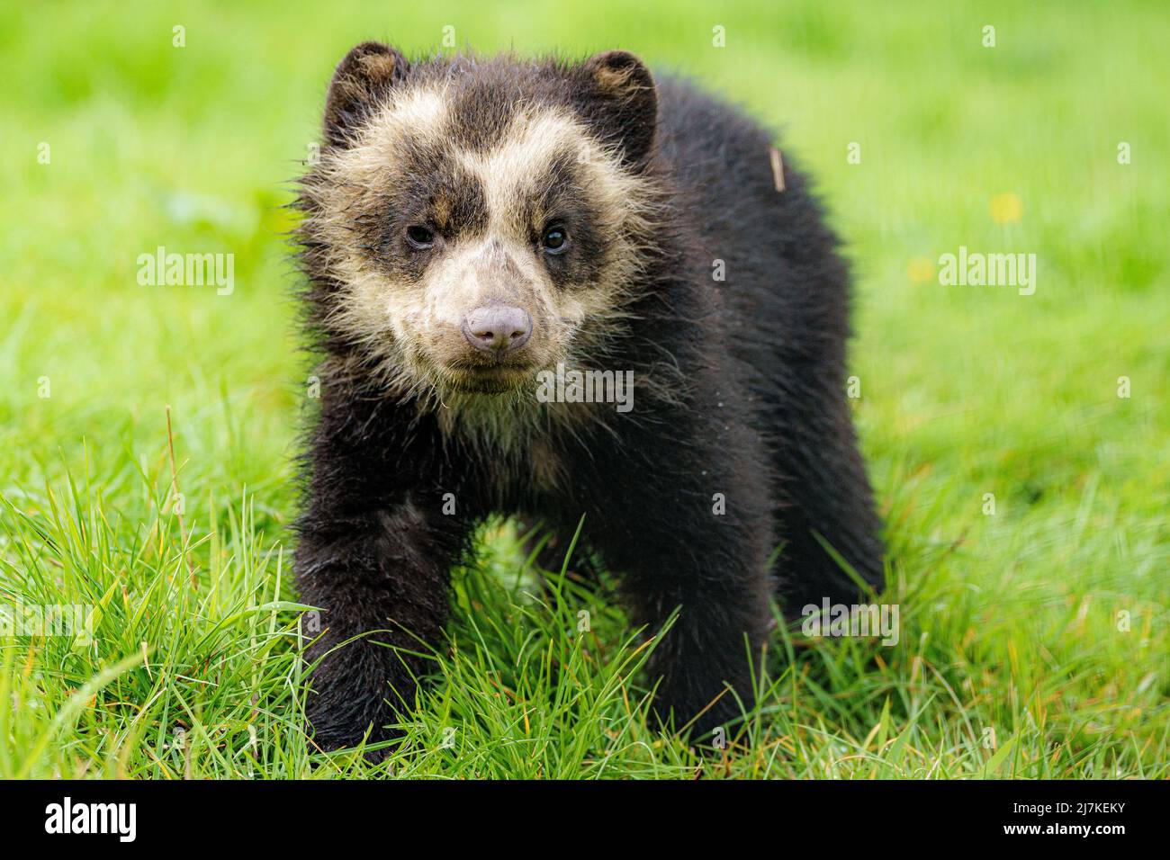 A four-month-old Spectacled bear cub (one of a twin pair) begins to ...