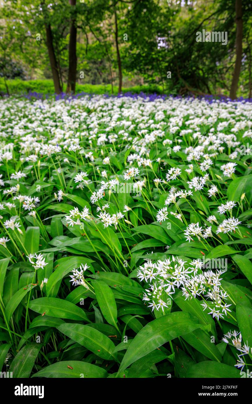 Wild Garlic in Oxhill Wood, Cotswolds AONB, Gloucestershire, England ...