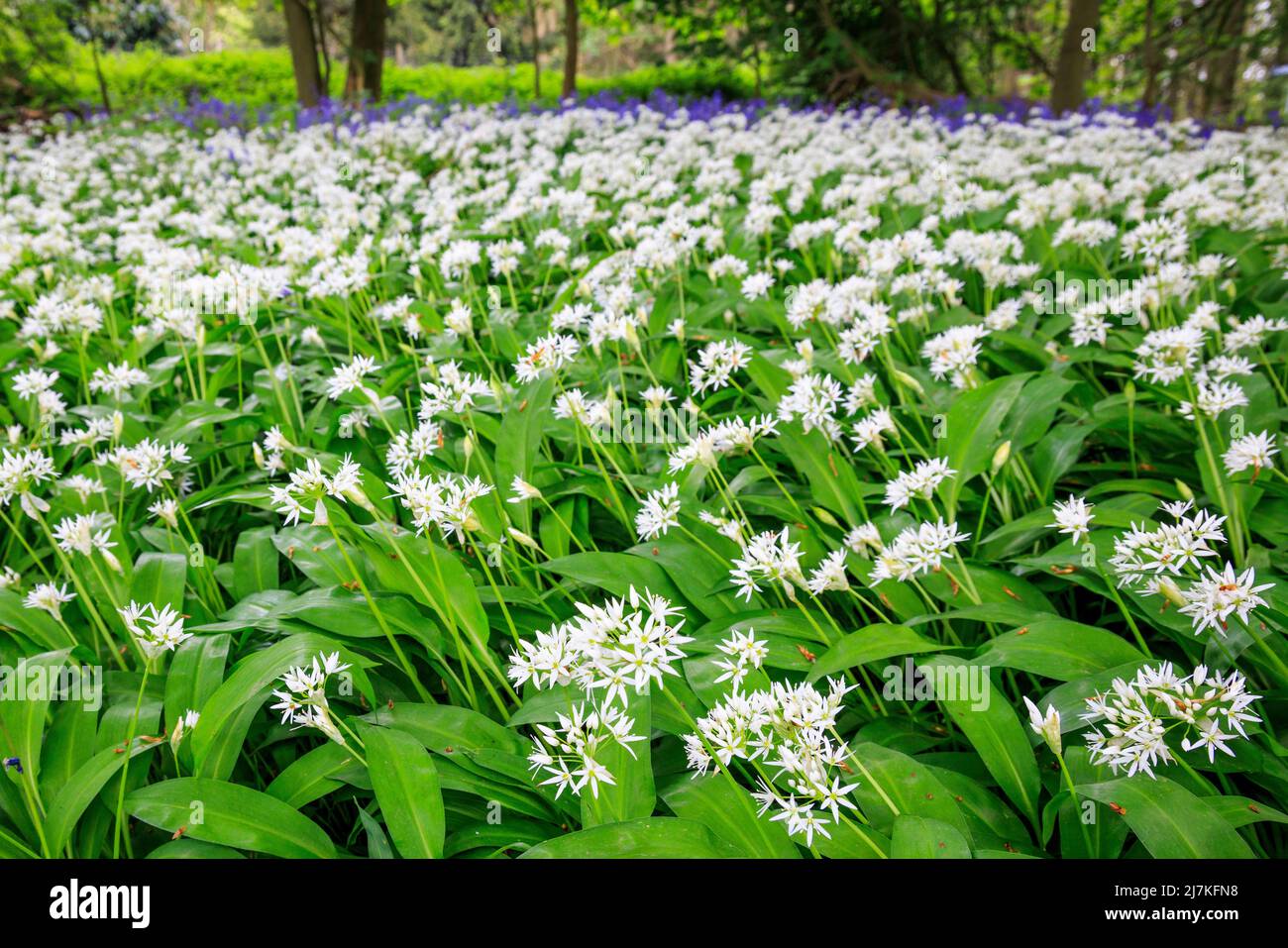 English wild garlic hi-res stock photography and images - Alamy