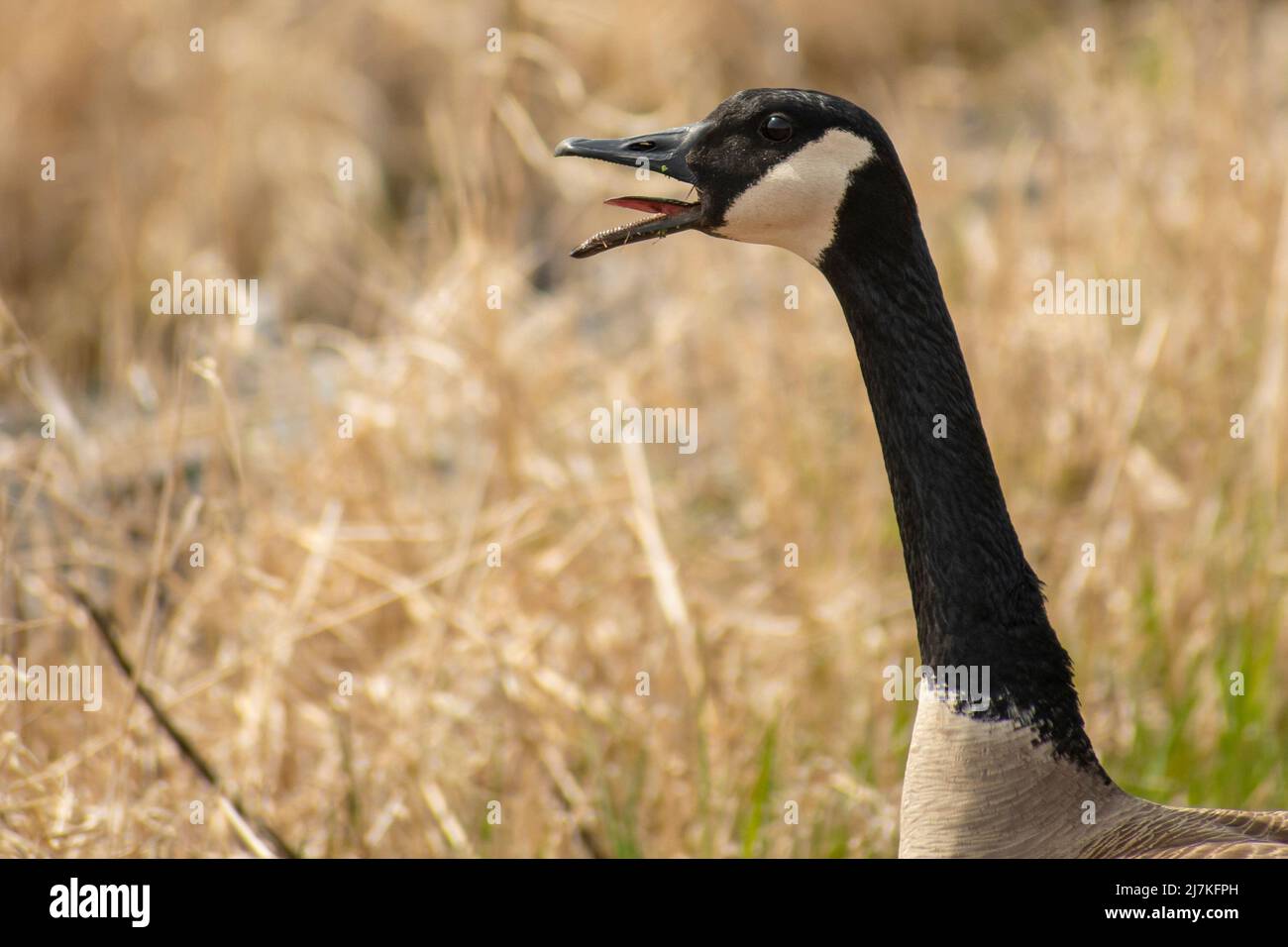 Goose friends hi-res stock photography and images - Alamy