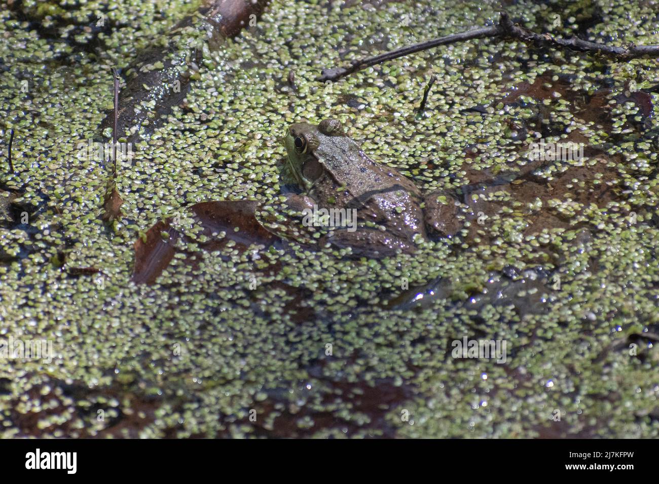 Frog friendly pond hi-res stock photography and images - Alamy
