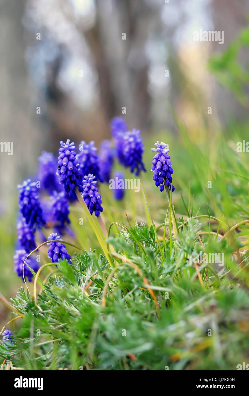 Violet blue grape flowers hi-res stock photography and images - Alamy