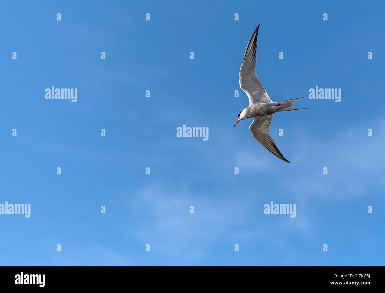 The tern (sea tern) living in the Izmir city forest is constantly ...