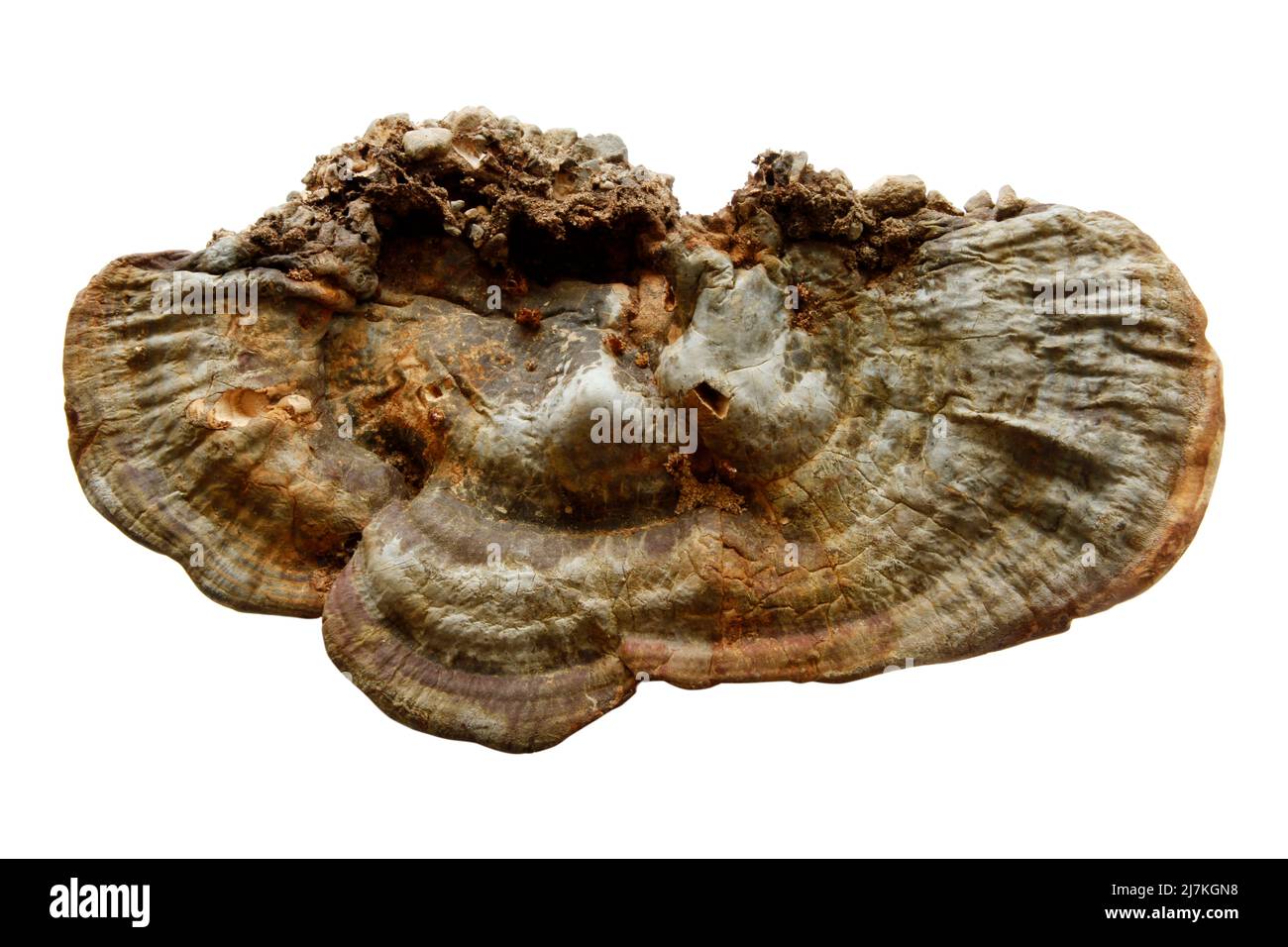 Tree trunk fungus Cut Out Stock Images & Pictures - Alamy