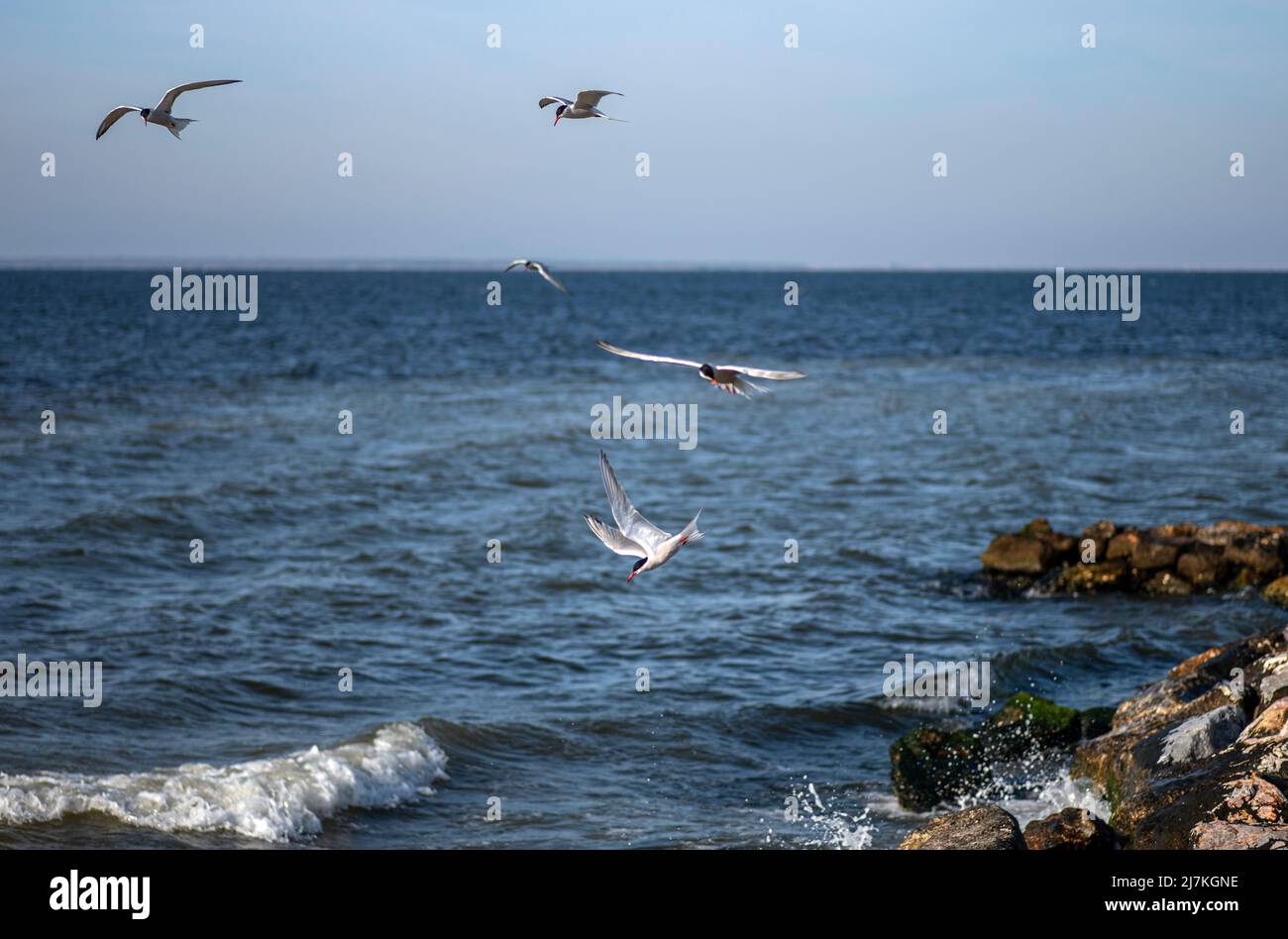 The tern (sea tern) living in the Izmir city forest is constantly ...
