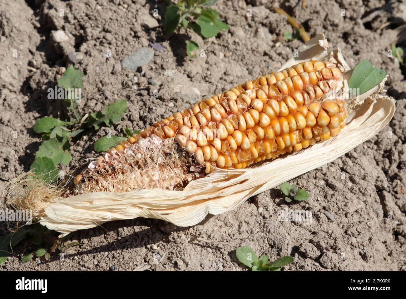 Dead corn on plant hi-res stock photography and images - Alamy