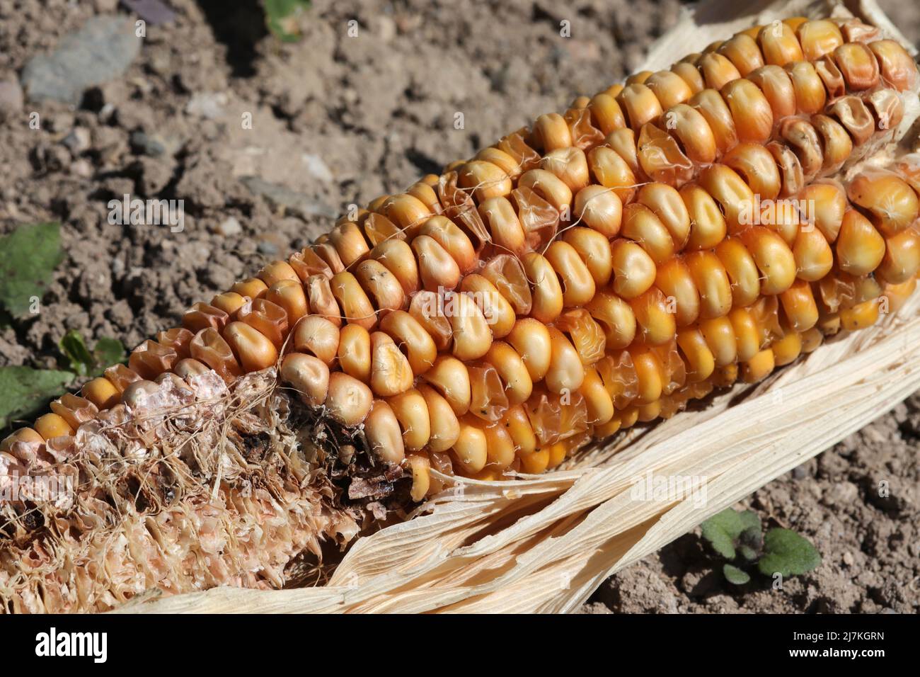 Dead corn on plant hi-res stock photography and images - Alamy
