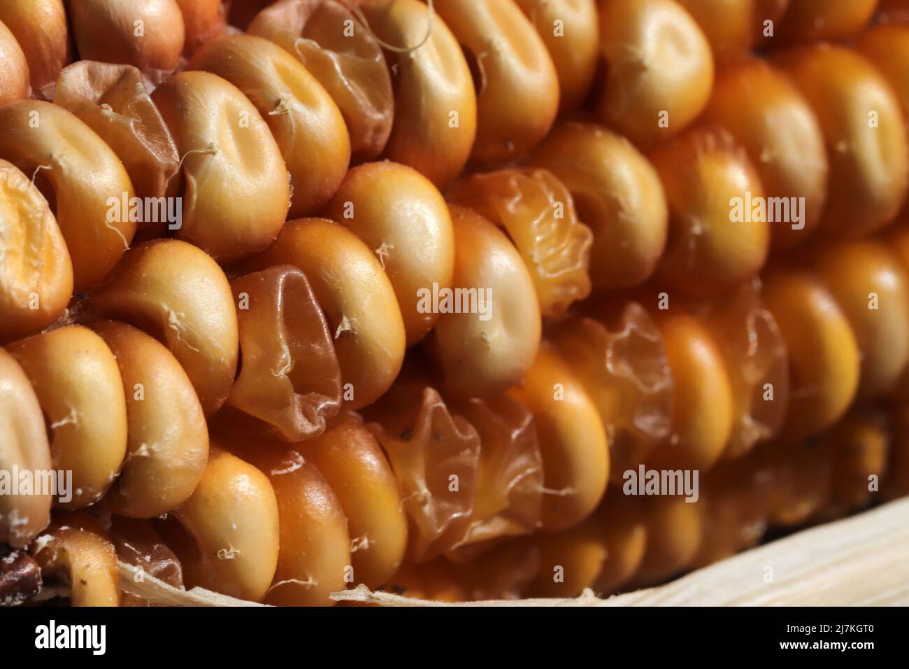 Dead corn on plant hi-res stock photography and images - Alamy