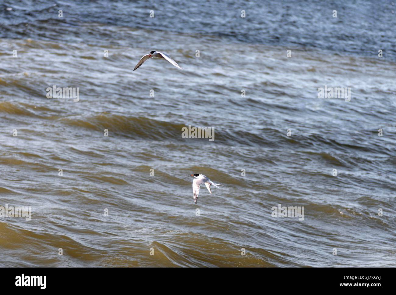 The tern (sea tern) living in the Izmir city forest is constantly ...