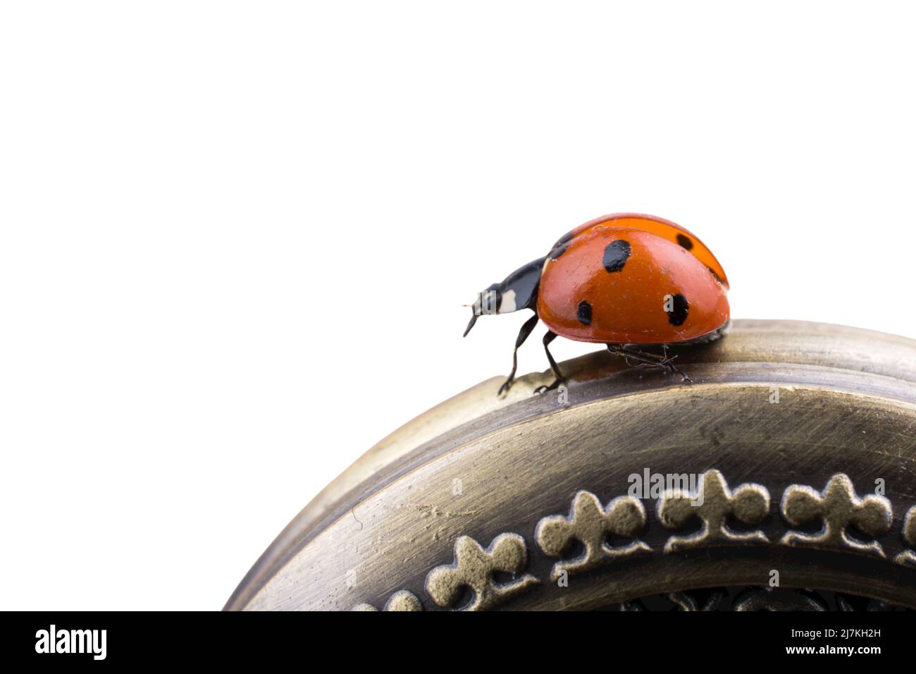 Isolated single one ladybird hi-res stock photography and images - Alamy