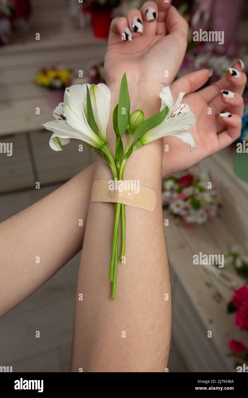 Alstroemeria attached to a hand with plaster bands. Natural freshness ...