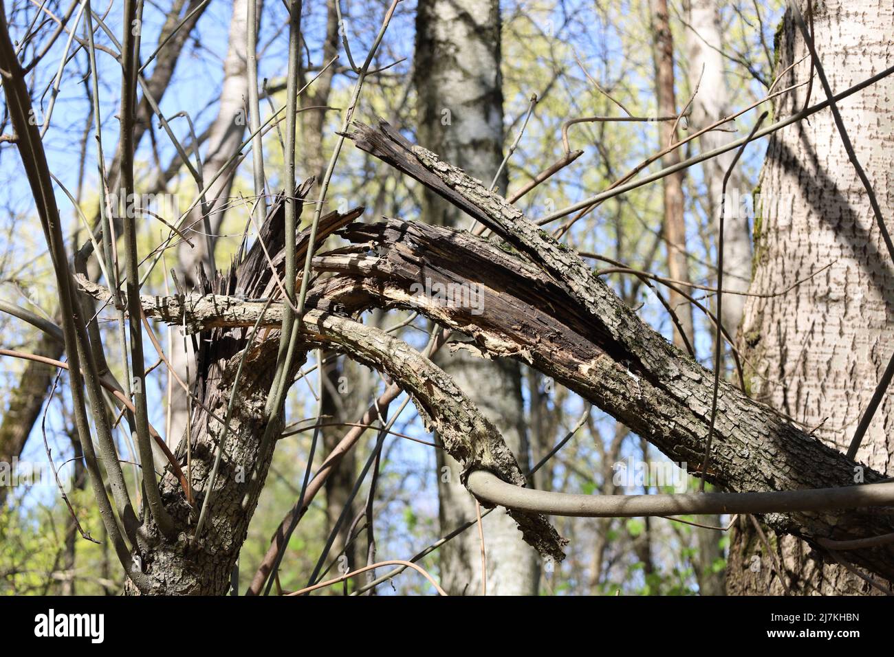 Broken tree trunk after by the wind in the forest. Consequences of a ...