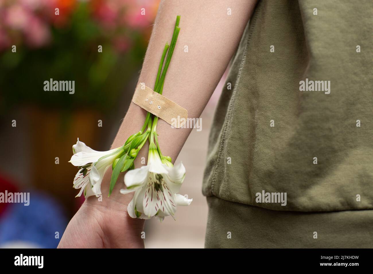 Alstroemeria attached to a hand with plaster bands. Natural freshness ...
