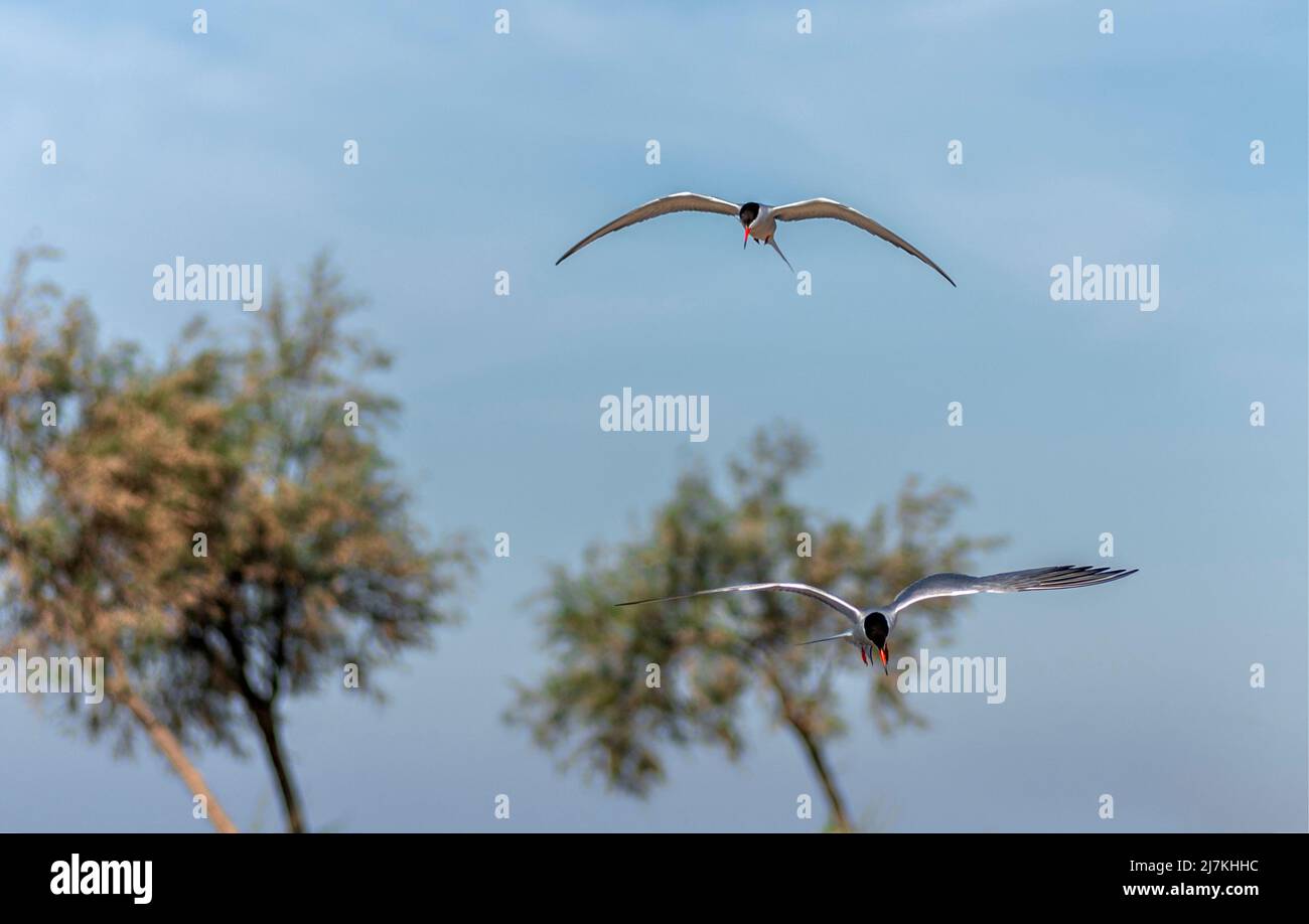 The tern (sea tern) living in the Izmir city forest is constantly ...