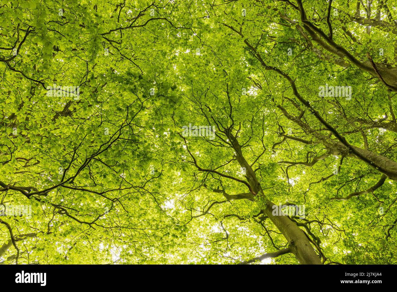 A Beech tree canopy in a Cotswolds Wood, England Stock Photo - Alamy
