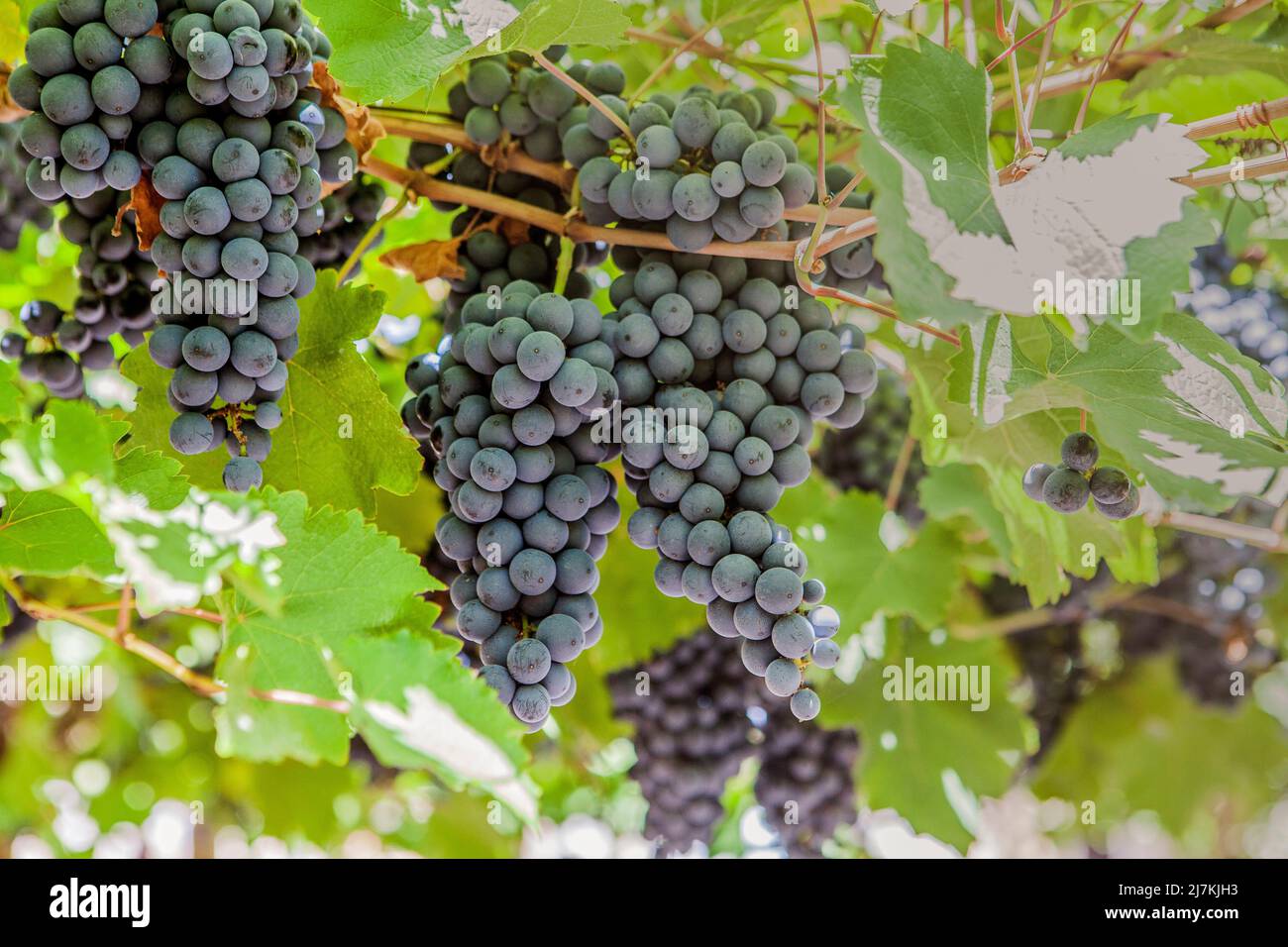 From below of dark juicy grapes hanging in green foliage in vineyard ...