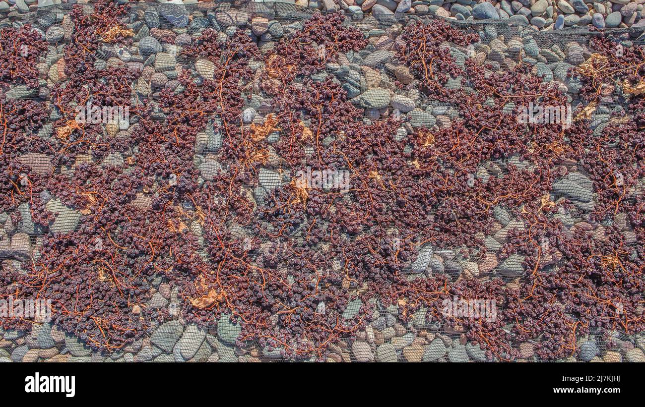 Endless agricultural field with harvest ready for cultivation Stock ...