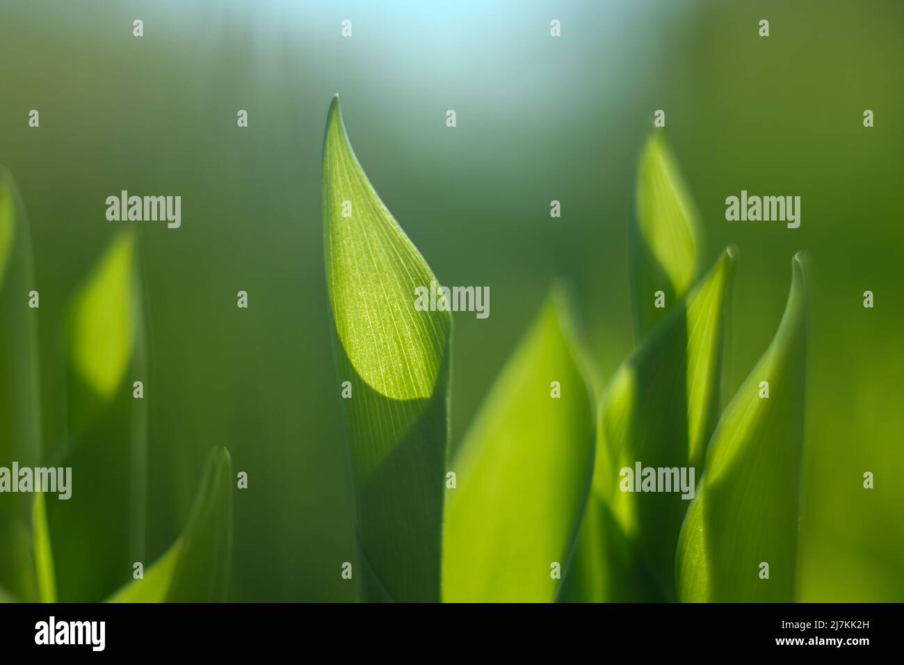 Translucent green leaf. Green background from vegetation Stock Photo ...