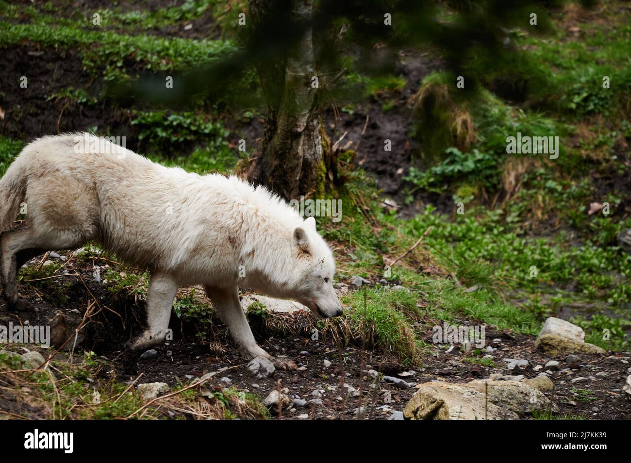 Wolf sniffing ground hi-res stock photography and images - Alamy