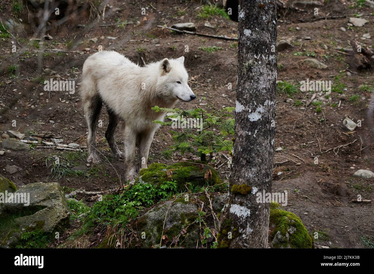 Wild Arctic wolf with white fur standing and looking away in daytime ...