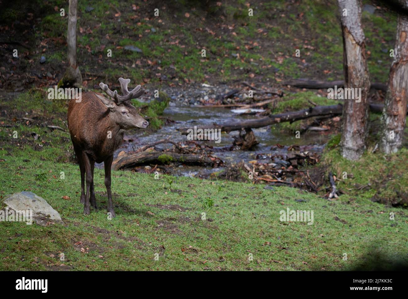 Curious buck with short antlers in daytime in woodland Stock Photo - Alamy