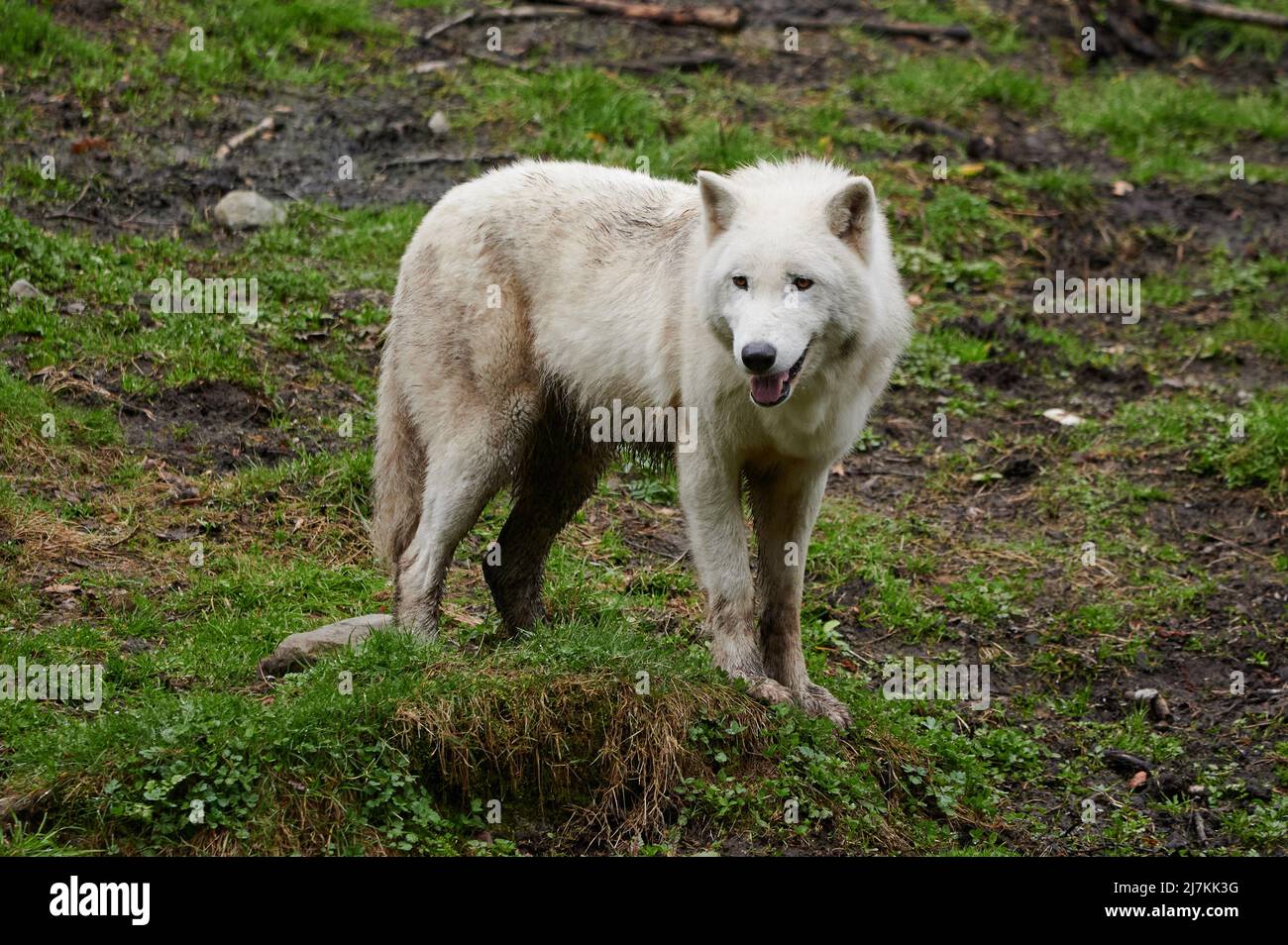 Wild Arctic wolf with white fur standing and looking away in daytime ...