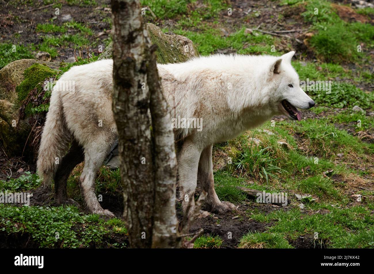 Wild Arctic wolf with white fur standing and looking away in daytime ...