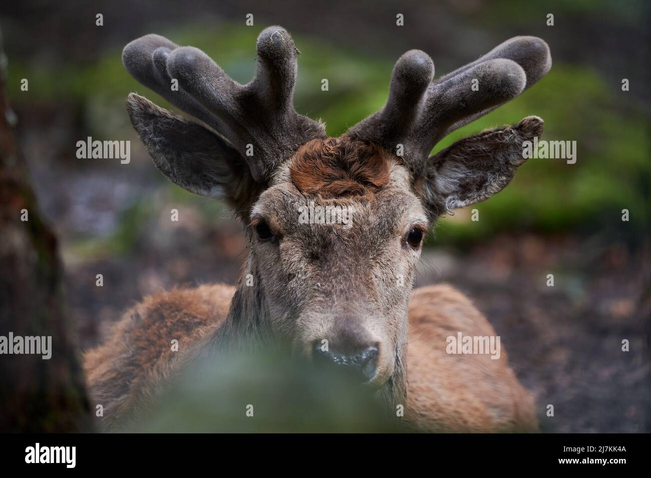 Short antlers hi-res stock photography and images - Alamy