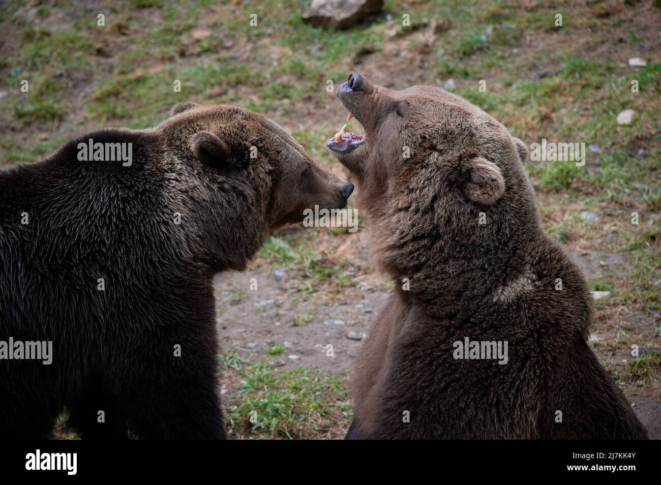Aggressive wild brown bears roaring and wrestling while fighting for ...