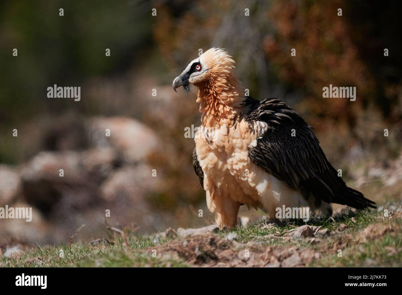Wild bearded vulture with ruffled feathers on neck on blurred ...