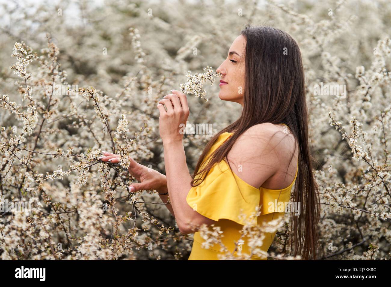 Portrait of a beautiful young woman in yellow dress by a blackthorn ...