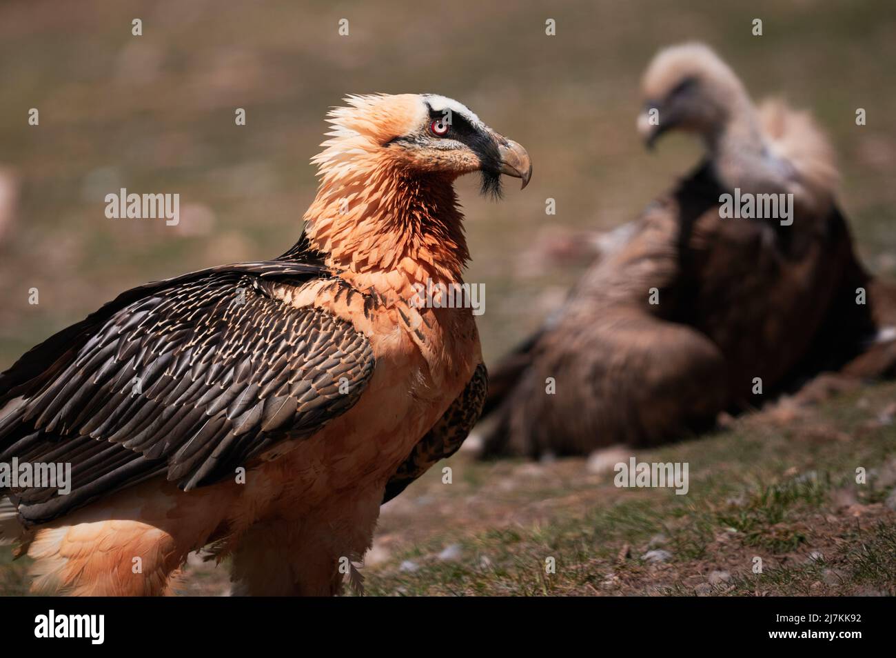 Wild bearded vulture with ruffled feathers on neck on blurred ...