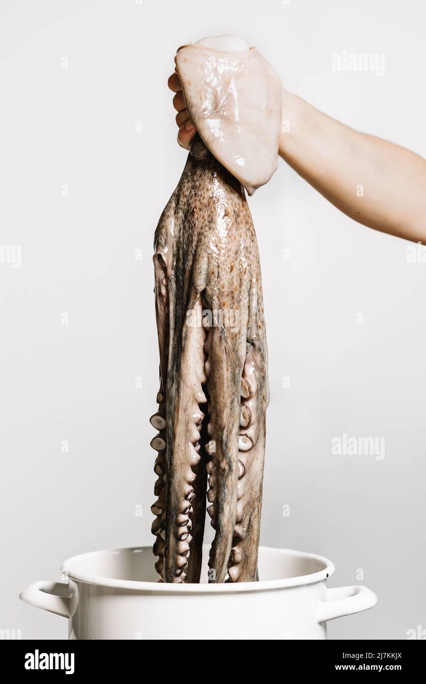 Hand of crop anonymous person holding whole raw octopus with tentacles ...