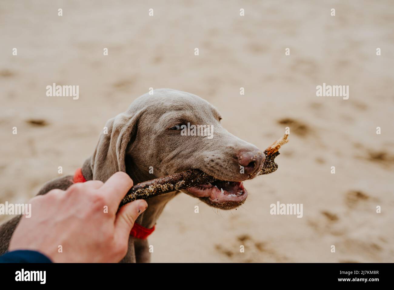 Hand of crop anonymous owner with wooden stick playing with cute gray ...