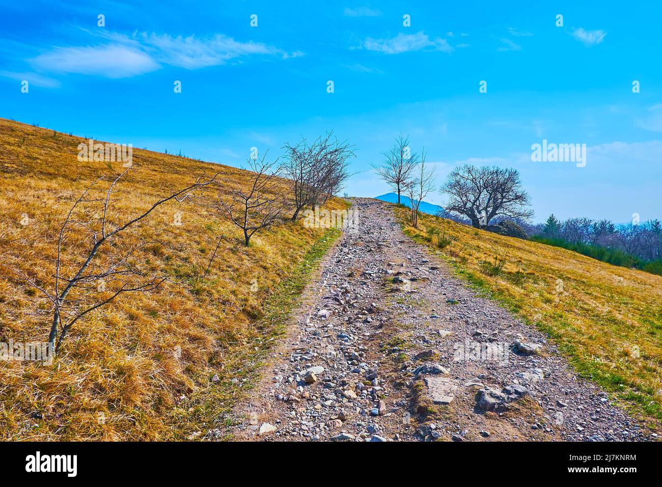 The trail runs amid the dry yellow grasses and small trees of Alpe ...