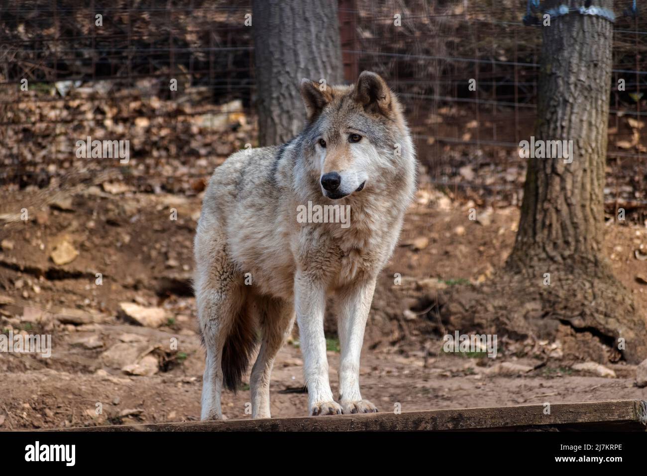 Wolf ear hi-res stock photography and images - Alamy