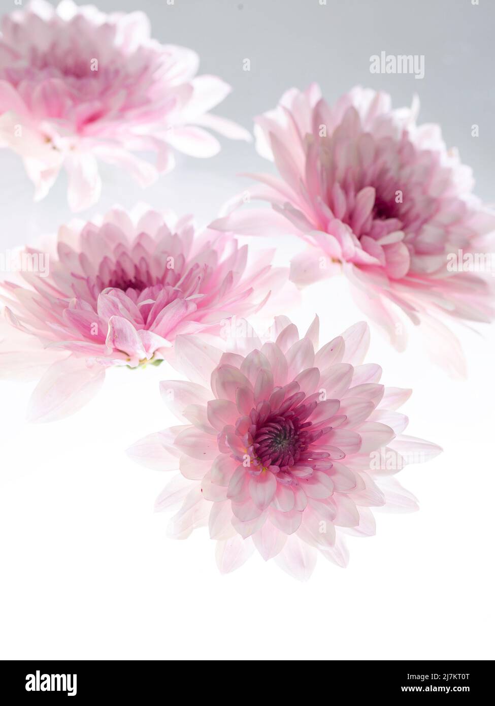 Abundance of blooming Chrysanthemum buds with tender bright petals ...