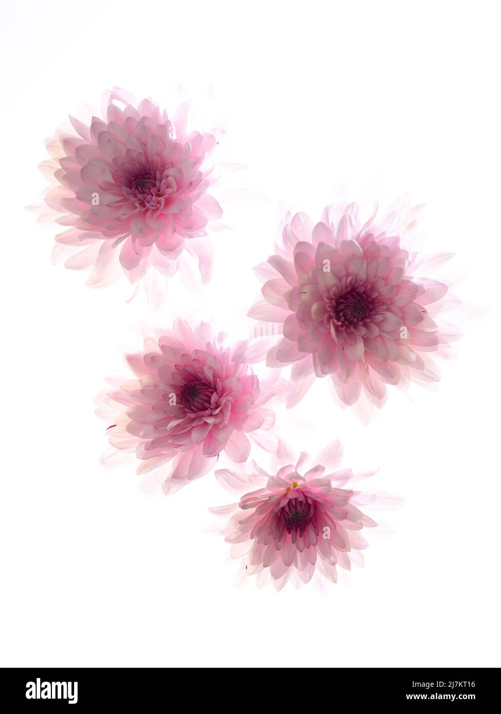 Arab female in headscarf Cut Out Stock Images & Pictures - Alamy